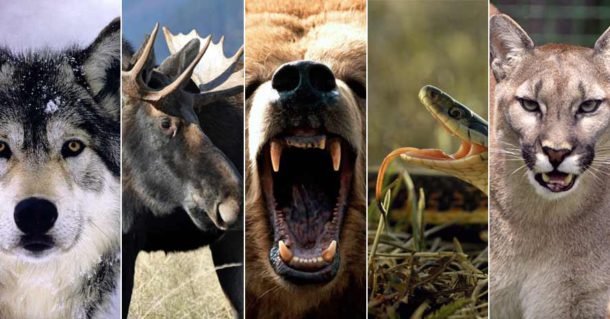 5 animals you need to be careful of in Canada - FinGlobal