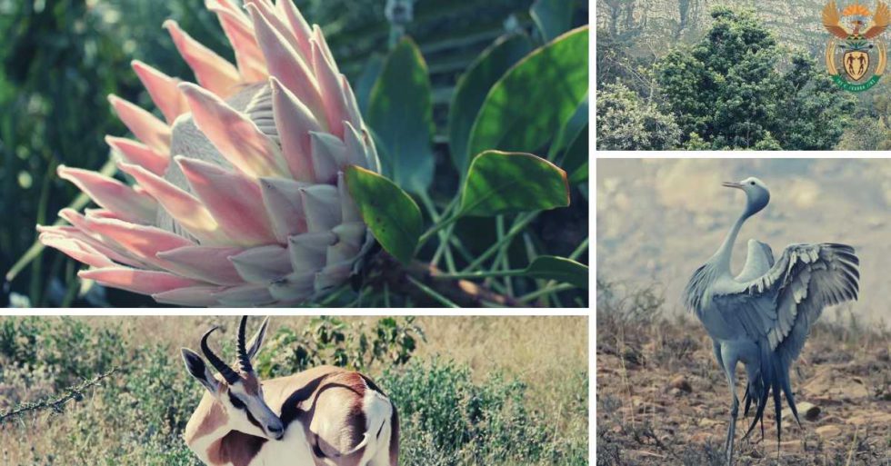 6 insane South African national emblems that will make you proud ...