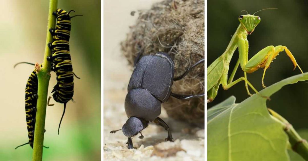 Word Power: How well do you know your insects? - FinGlobal