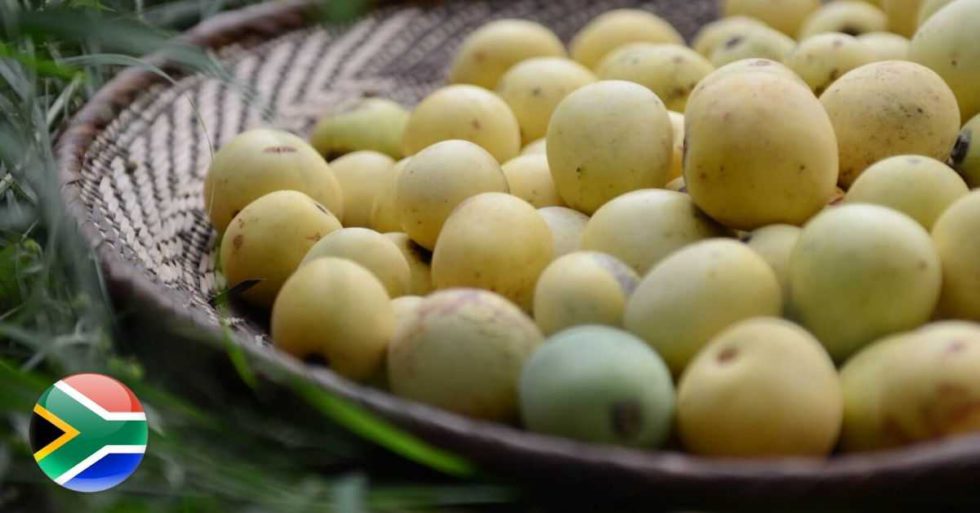 Marula Oil: Africa’s Magic Oil - FinGlobal