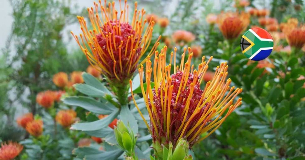Fabulous Fynbos: Why Is It So Special? - FinGlobal