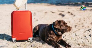 How much does pet emigration cost from South Africa? - FinGlobal